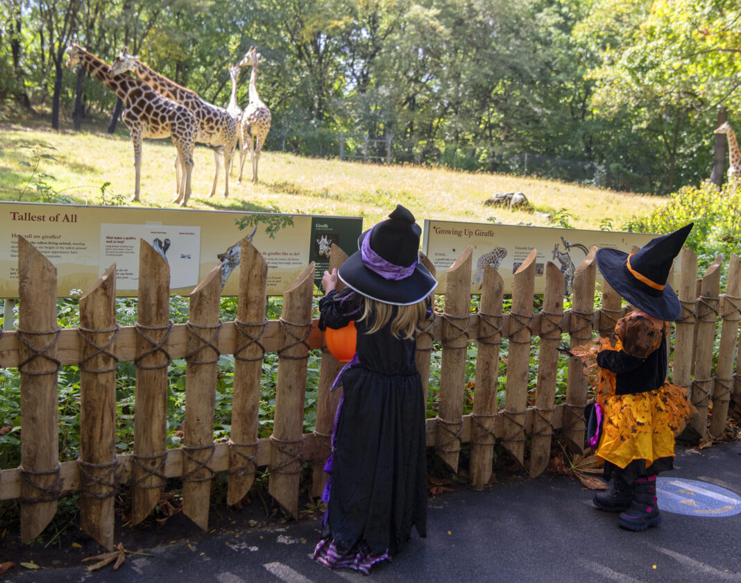 Zoos And Botanical Gardens Find Halloween Programs Are A Hit, And An ...